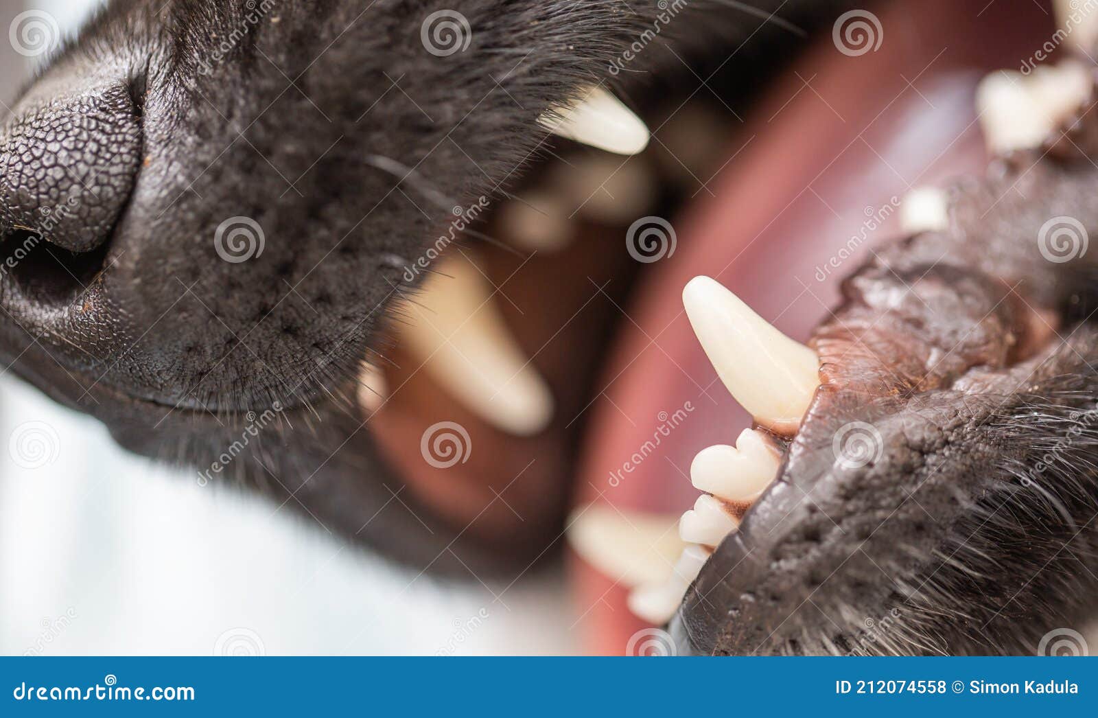 Close Up of the Dog Teeth, Denture, Macro Concept Stock Photo - Image ...