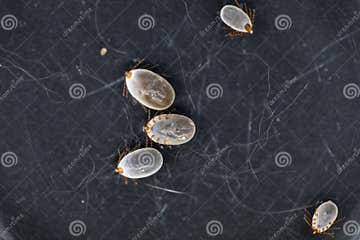 Dog Ticks and Flea Under Microscope for Study in Laboratory. Stock ...