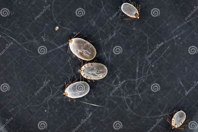 Dog Ticks and Flea Under Microscope for Study in Laboratory. Stock ...
