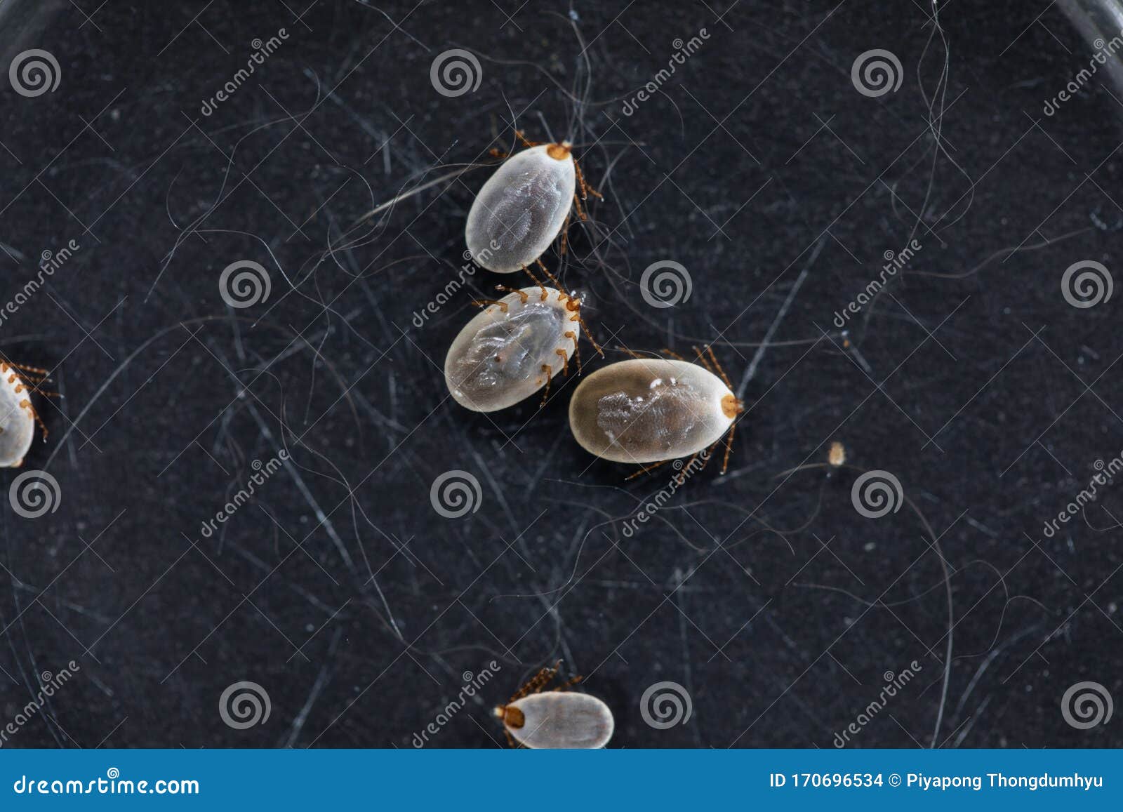 Dog Ticks and Flea Under Microscope for Study in Laboratory. Stock ...