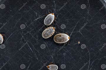 Dog Ticks and Flea Under Microscope for Study in Laboratory. Stock ...