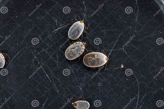 Dog Ticks and Flea Under Microscope for Study in Laboratory. Stock ...