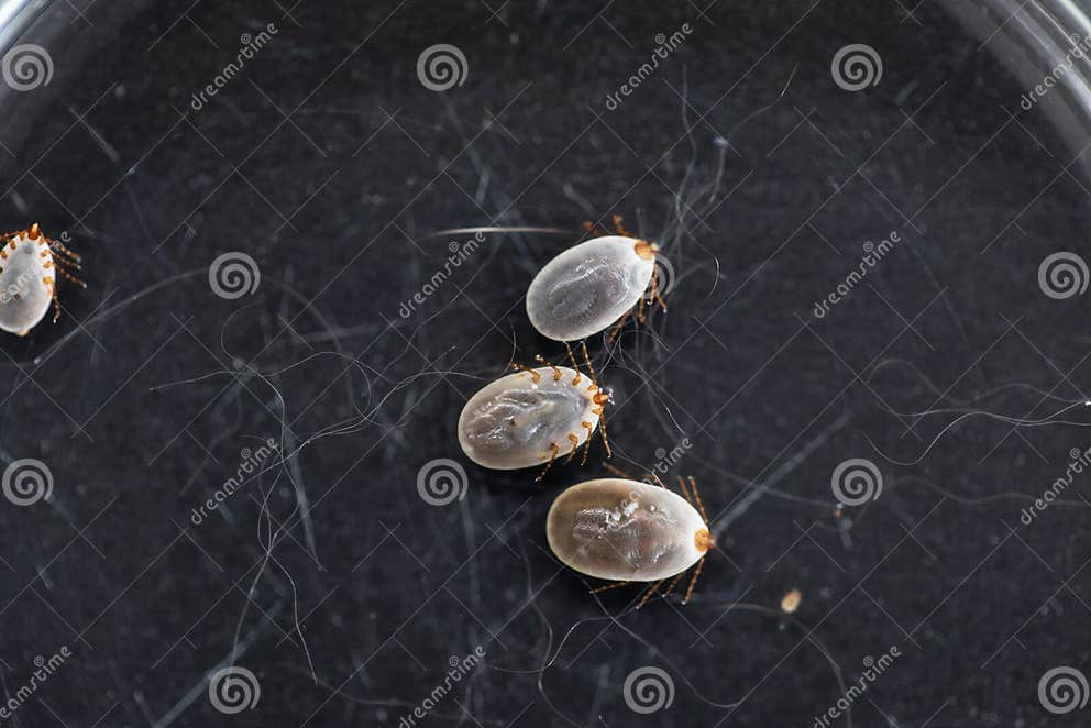 Dog Ticks and Flea Under Microscope for Study in Laboratory. Stock ...