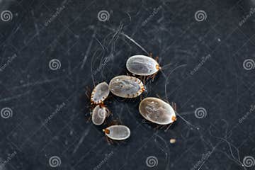 Dog Ticks and Flea Under Microscope for Study in Laboratory. Stock ...