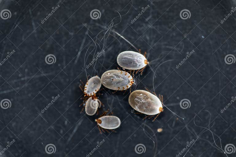 Dog Ticks and Flea Under Microscope for Study in Laboratory. Stock ...