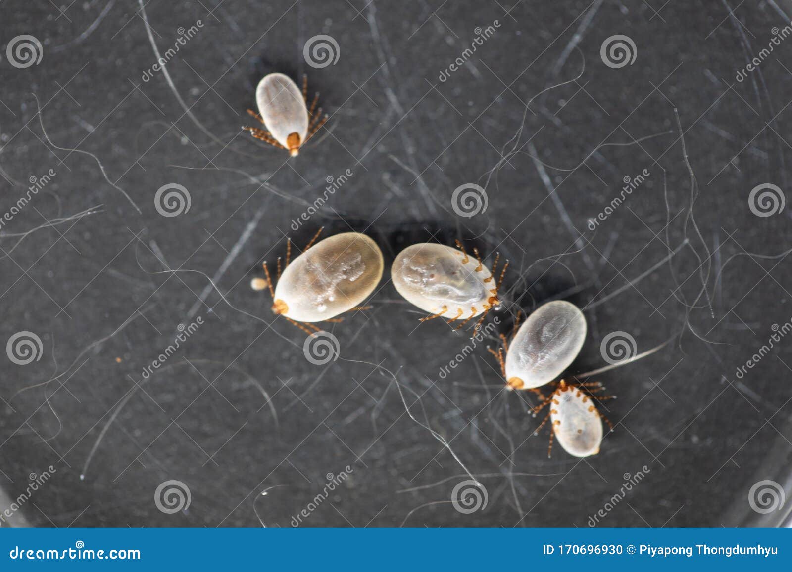 Dog Ticks and Flea Under Microscope for Study in Laboratory. Stock ...