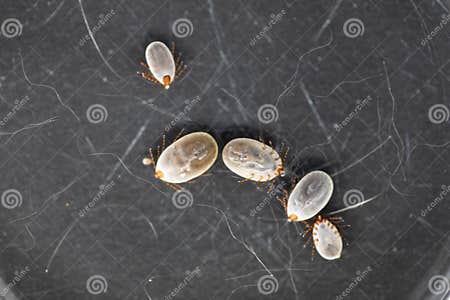 Dog Ticks and Flea Under Microscope for Study in Laboratory. Stock ...