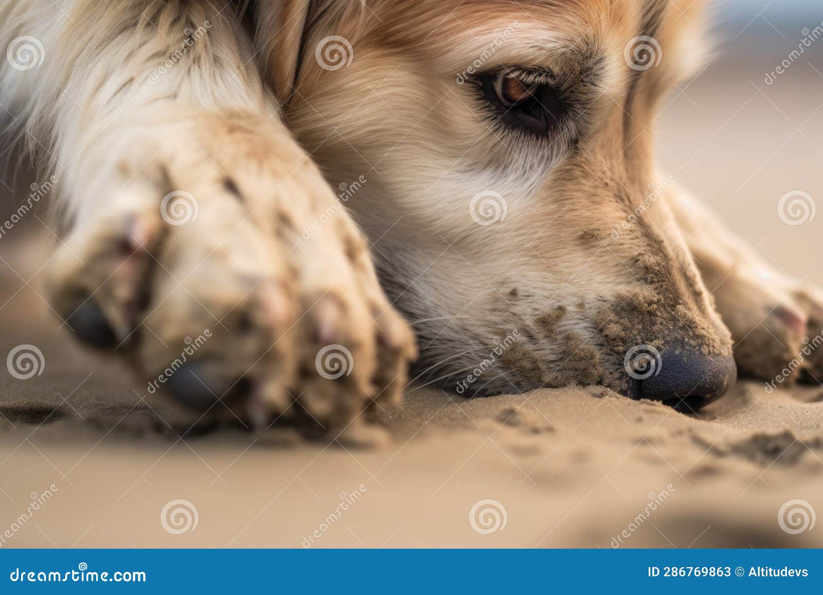 Close-up of Dogs Paws Digging in Beach Sand Stock Image - Image of sand ...