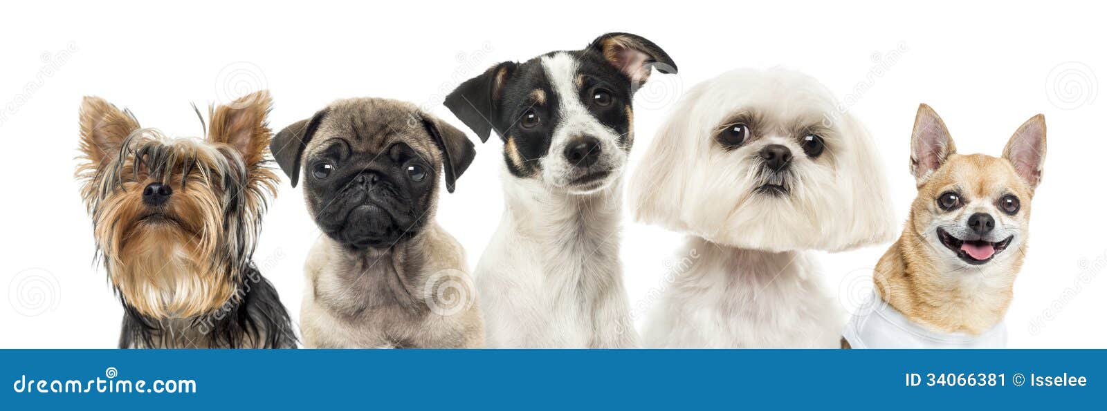Close-up of Dogs in a Row, Isolated Stock Image - Image of people ...