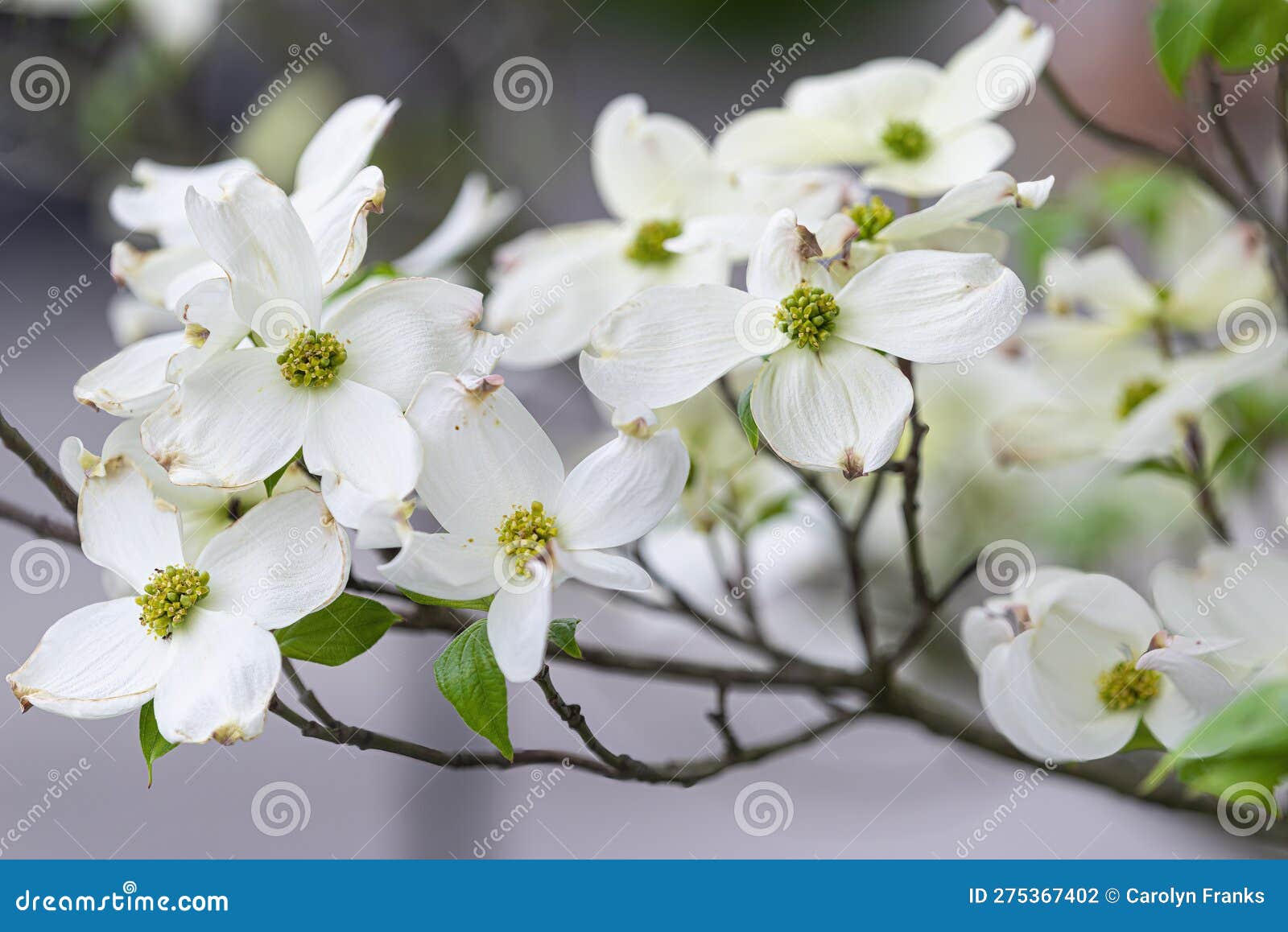 Close-up of a Dogwood Branch in Spring Stock Photo - Image of spring ...