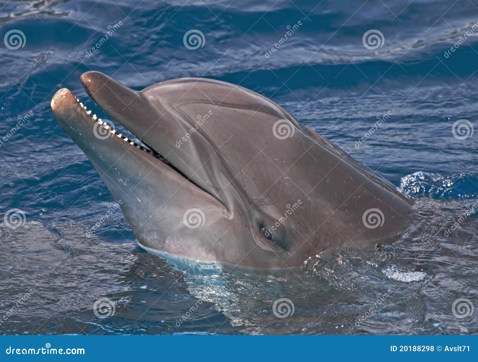 Close-up of dolphin stock photo. Image of intelligence - 20188298