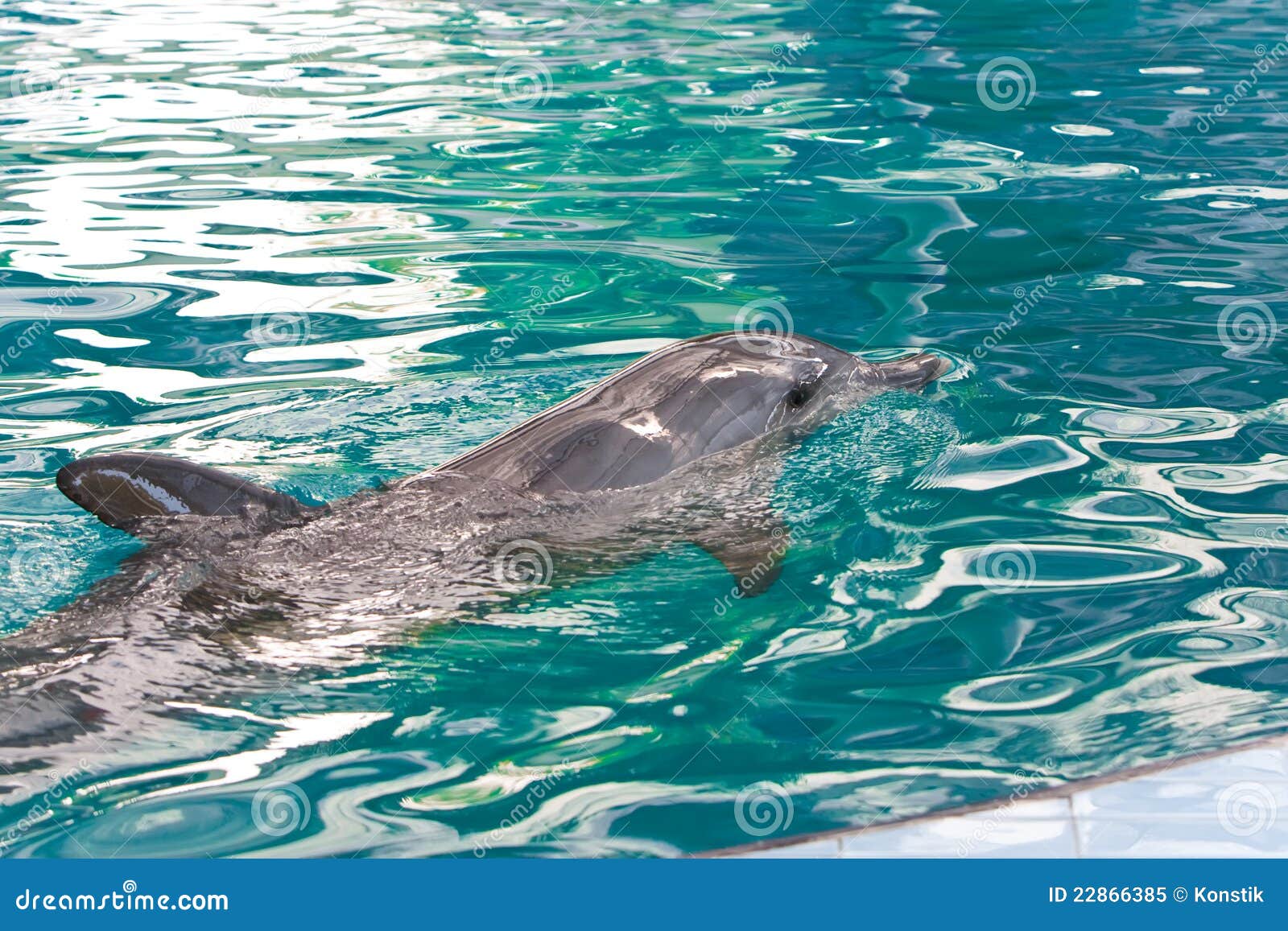 Close up.Dolphin stock image. Image of mammal, animal - 22866385