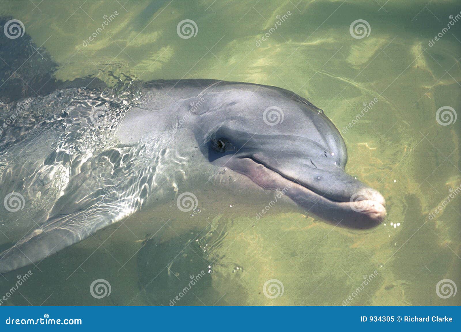 Close Up Dolphin Face-grain Stock Image - Image of water, conent: 934305