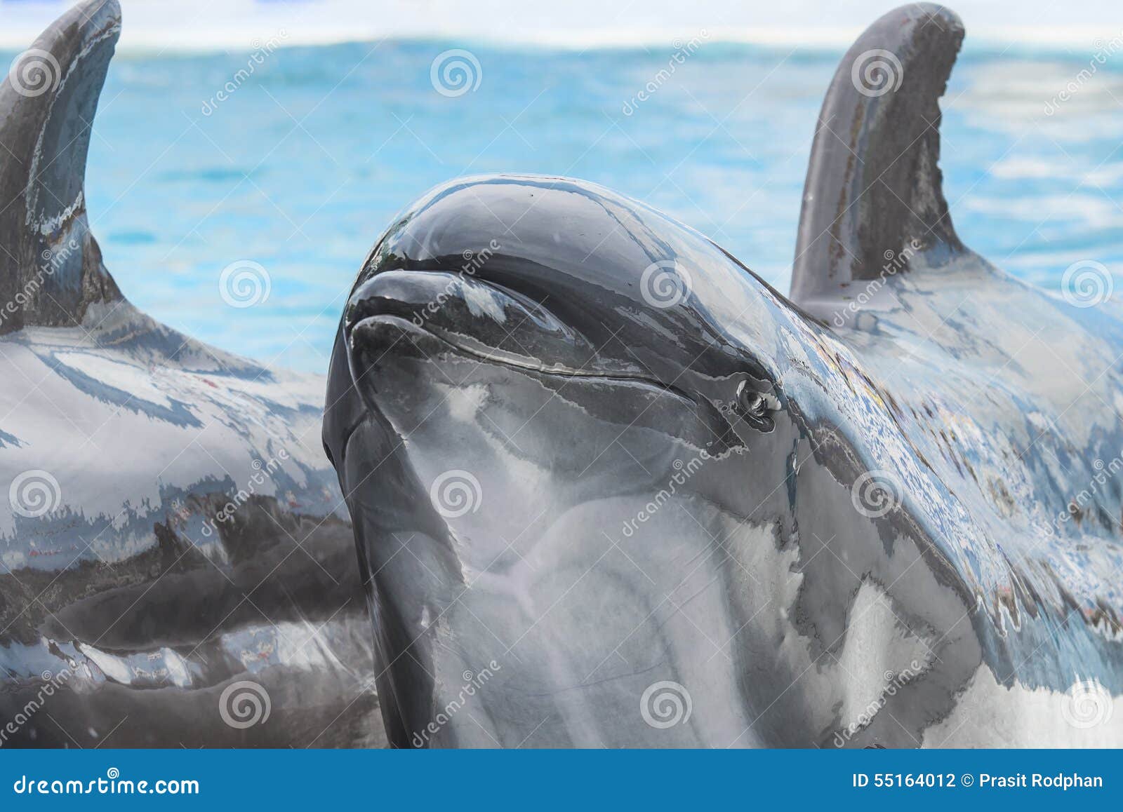 Close Up Dolphin Head in Swimming Pool Water Stock Photo - Image of ...