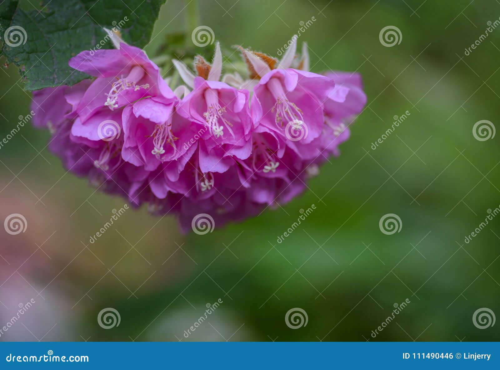 Dombeya wallichii Benth stock photo. Image of horticultural - 111490446