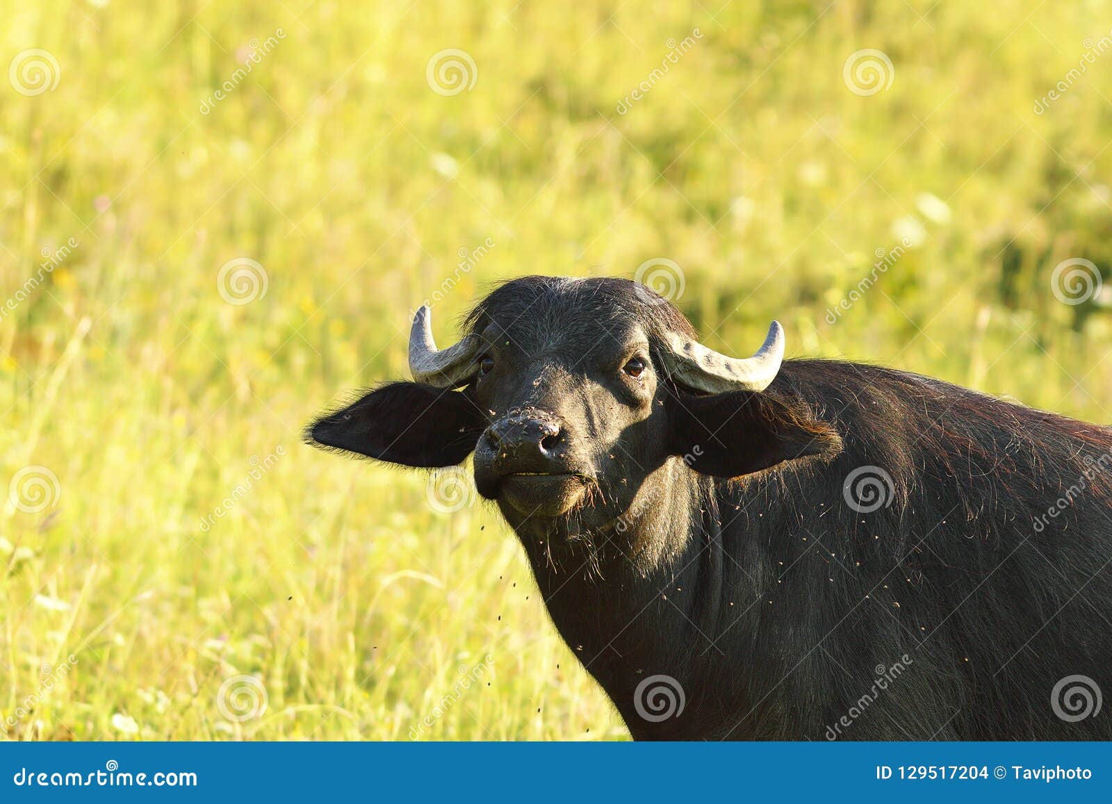 Close-up of Domestic Buffalo Stock Photo - Image of bubalis, cattle ...