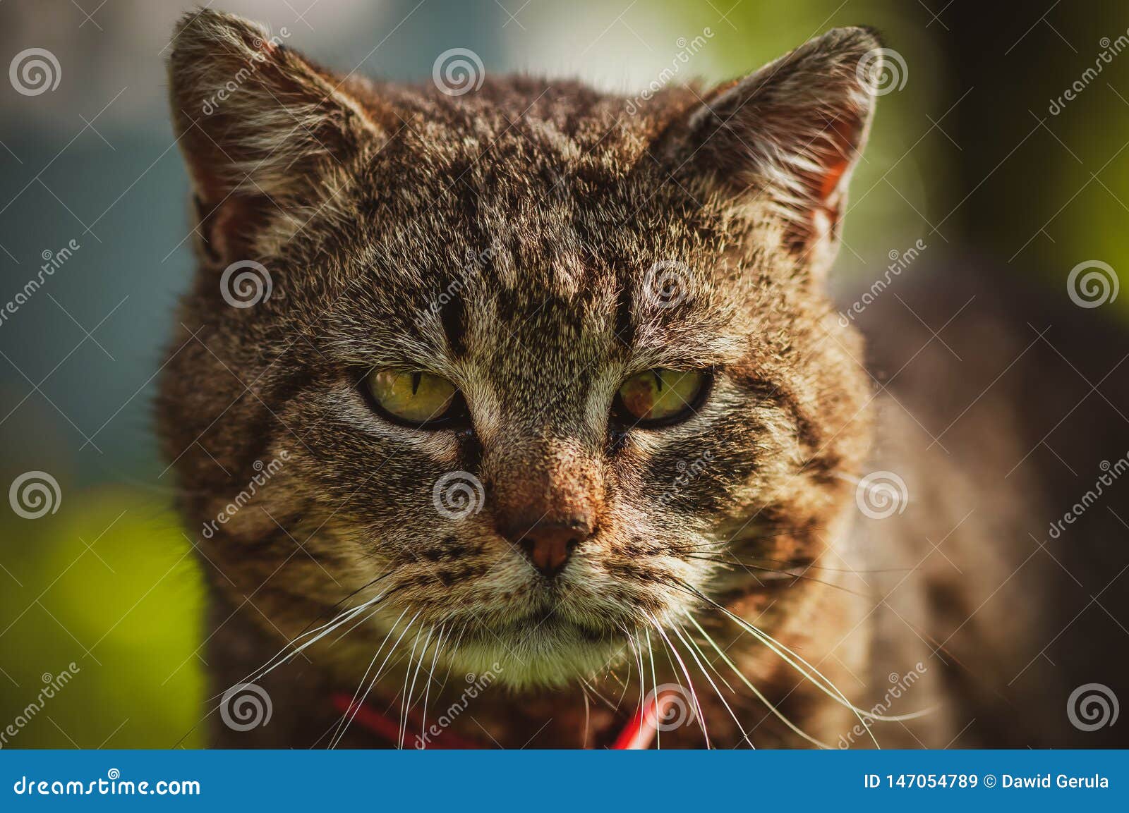 Close Up of Domestic Cat`s Face Front Stock Image - Image of grey, gray ...
