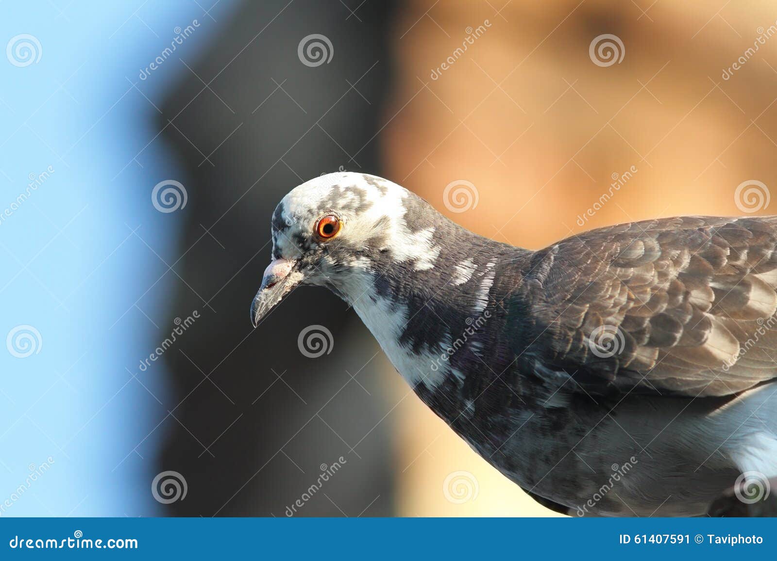Close Up of Domestic Pigeon Stock Image - Image of grey, alone: 61407591