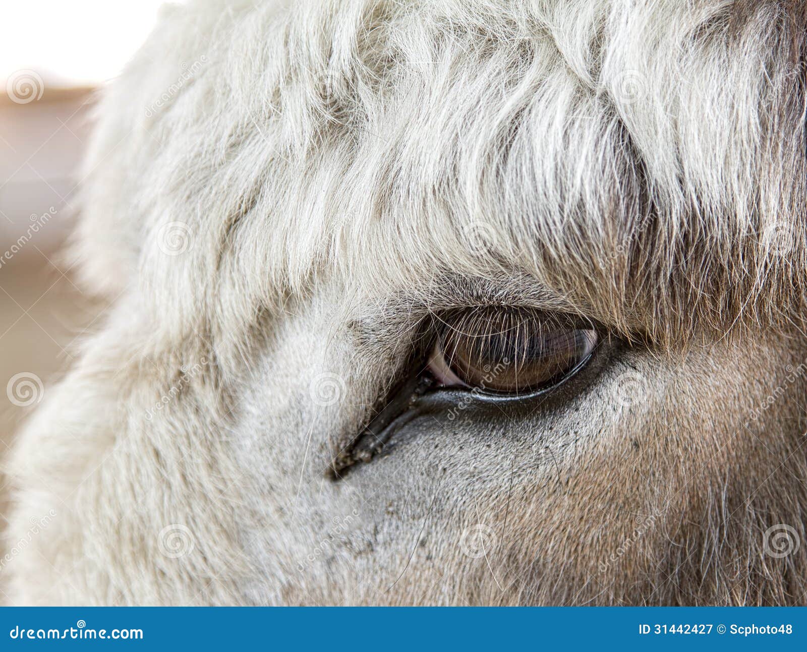 Close up donkey eye stock image. Image of looking, hair - 31442427