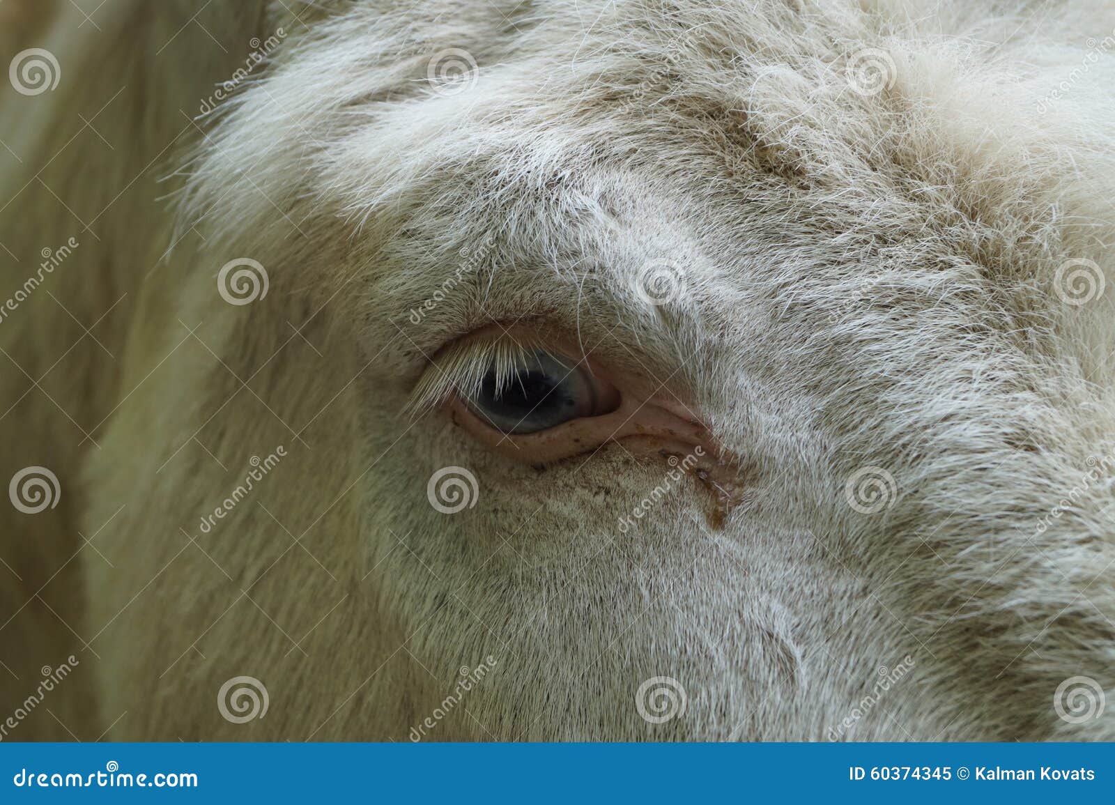 Close up Donkey Eye stock image. Image of watching, look - 60374345