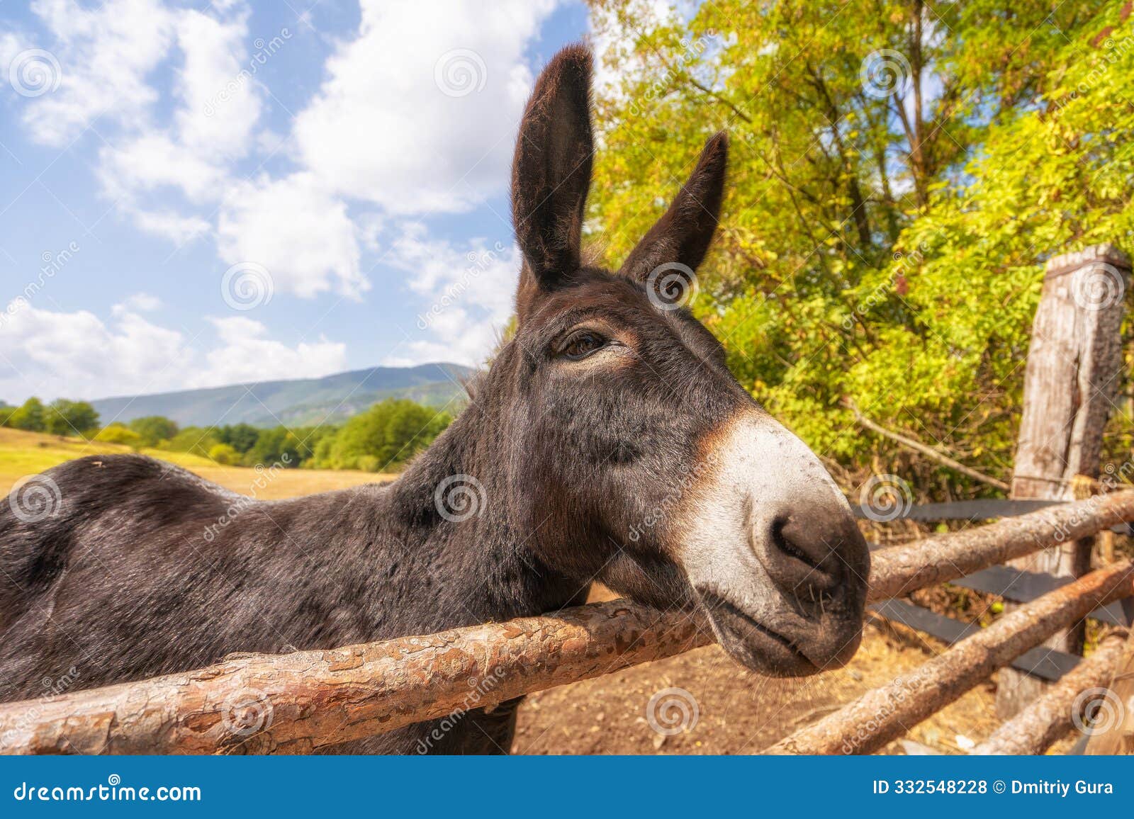 Close Up Donkey Face Portrait in Albania Stock Photo - Image of farming ...