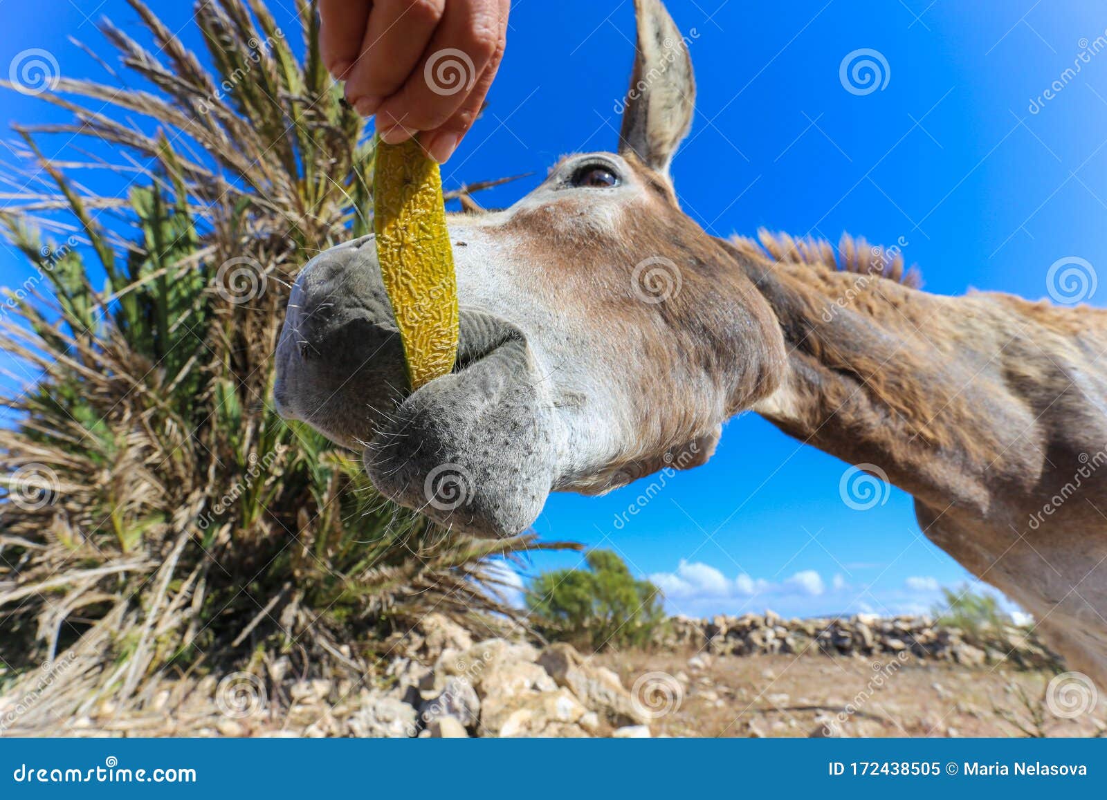 Close-up of donkey feeding stock image. Image of domestic - 172438505