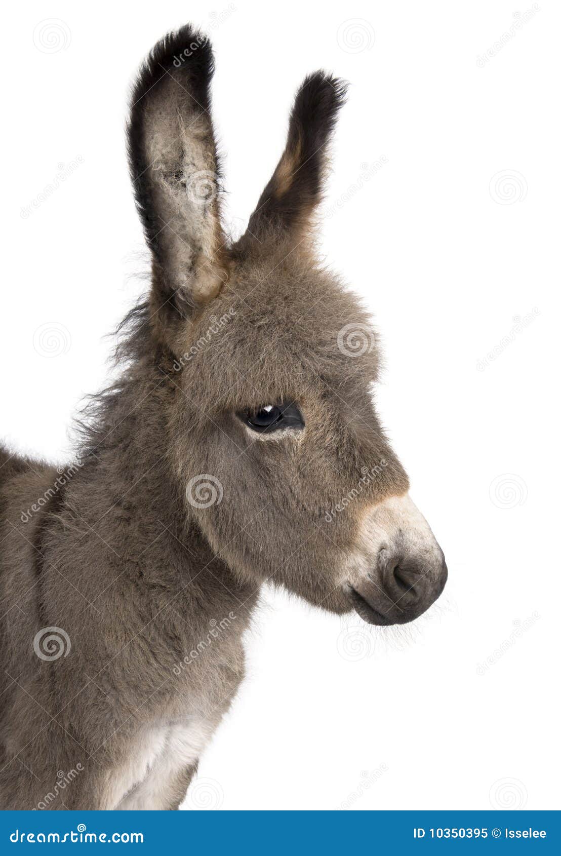 9,072 Donkey Head Stock Photos - Free & Royalty-Free Stock Photos from ...