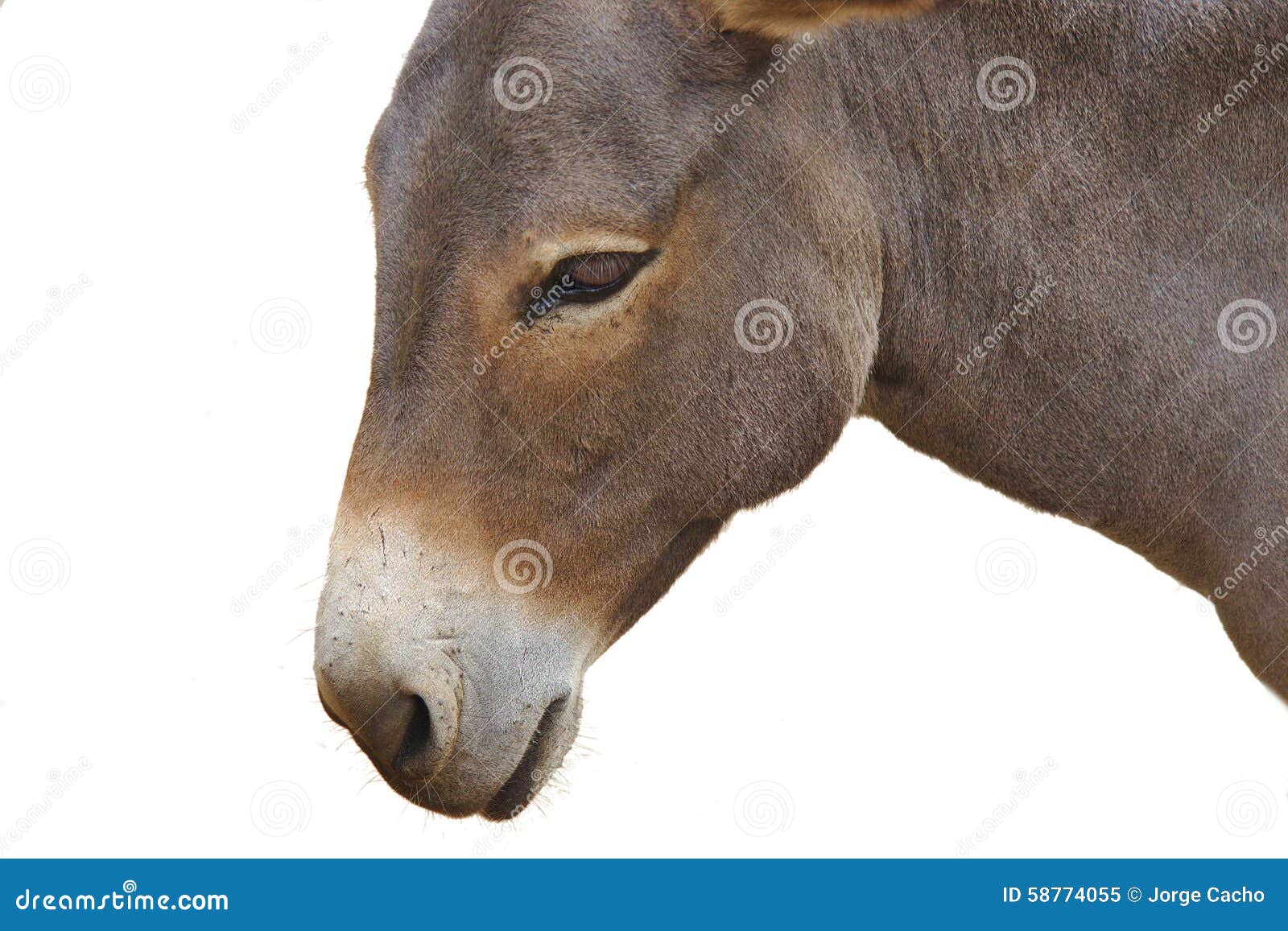 Donkey Head Royalty-Free Stock Photography | CartoonDealer.com #43238207