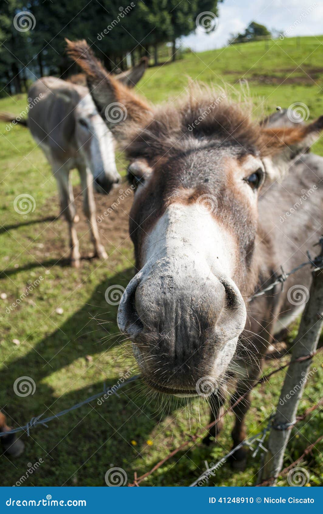 Close Up of a Donkey Muzzle Stock Photo - Image of close, closeup: 41248910