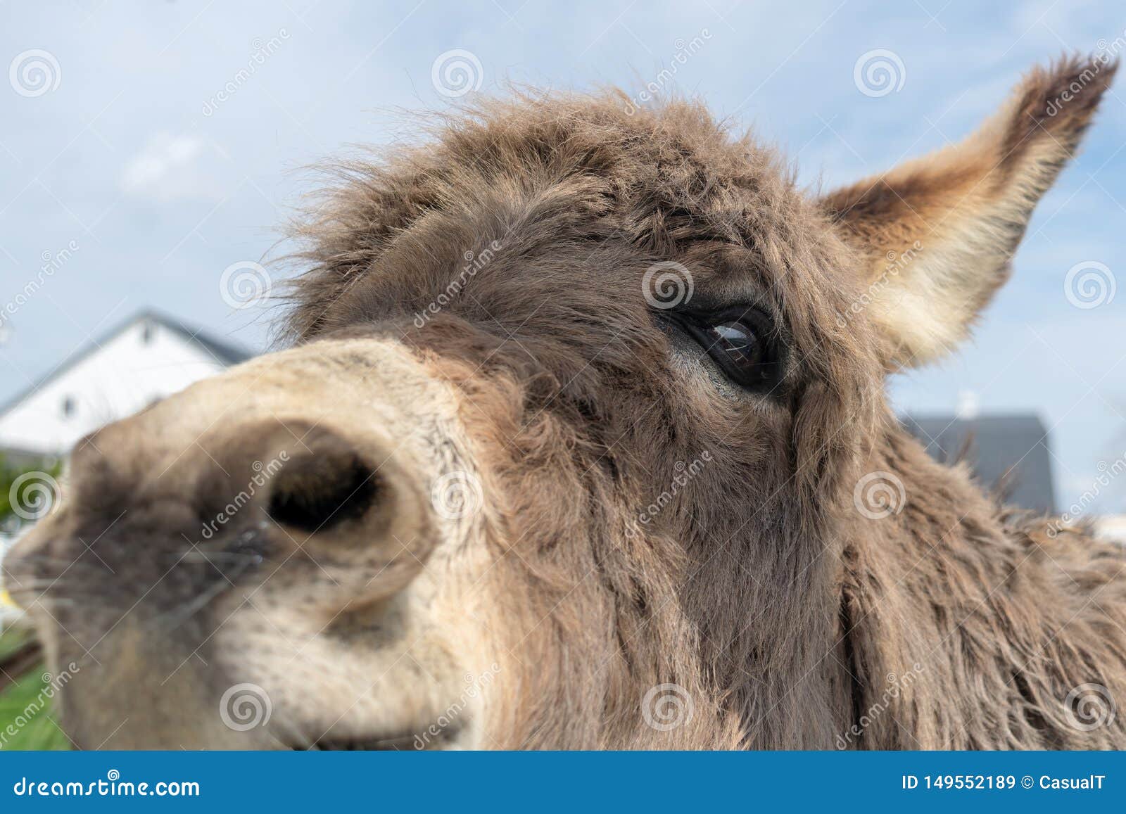 Close-up of a Donkey`s Face Stock Image - Image of ears, hayfield ...
