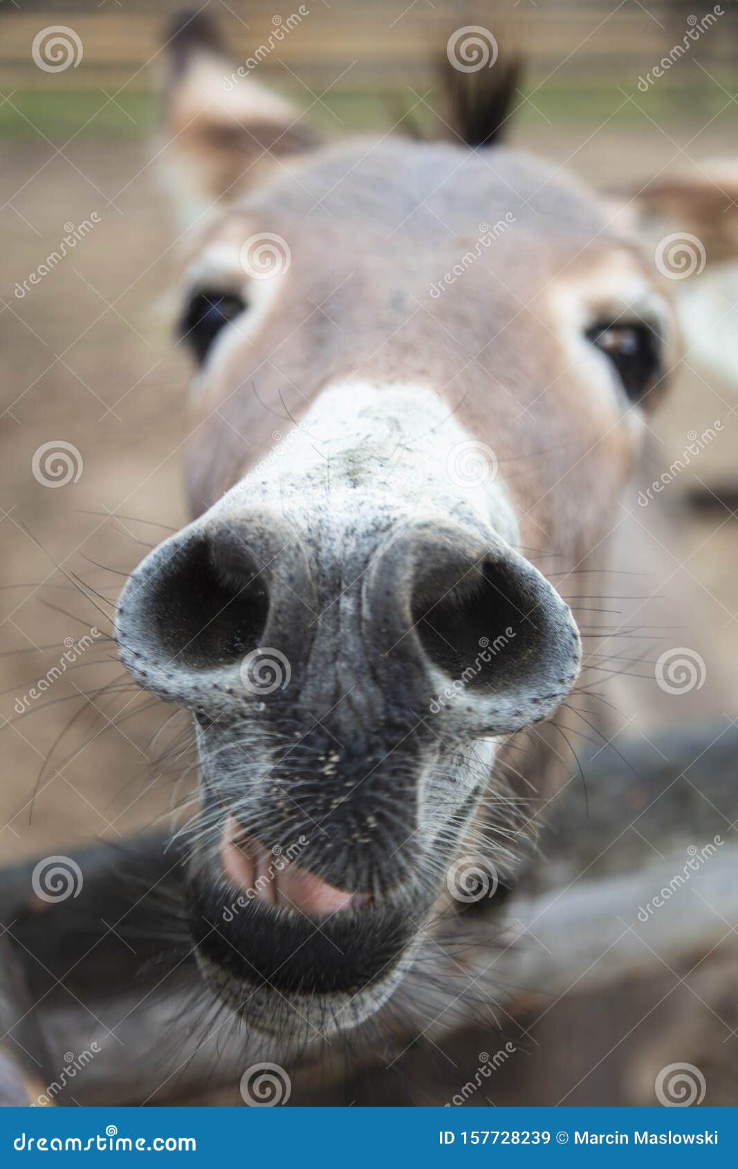 Close Up on a Donkey`s Muzzle Stock Image - Image of nostrils, brown ...