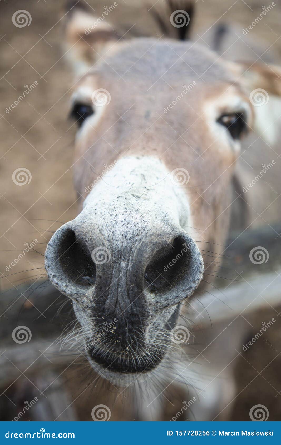 Close Up on a Donkey`s Muzzle Stock Photo - Image of donkey, animal ...