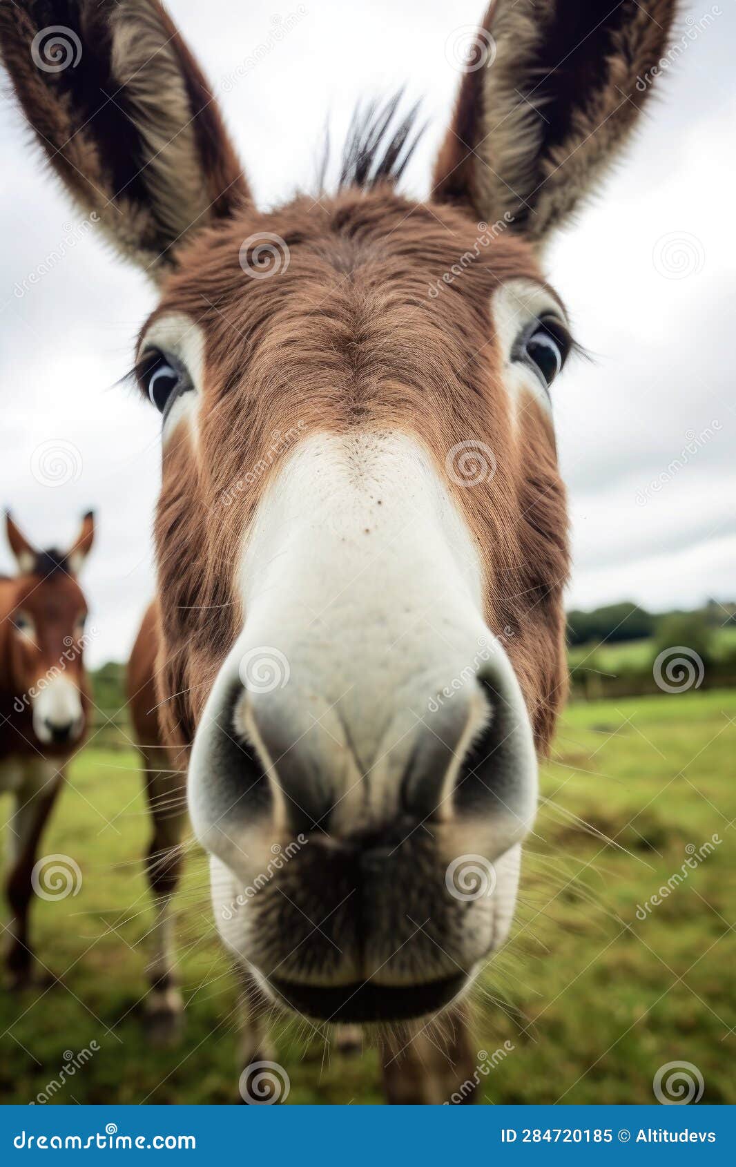 Close-up of a Donkeys Curious Face Stock Illustration - Illustration of ...