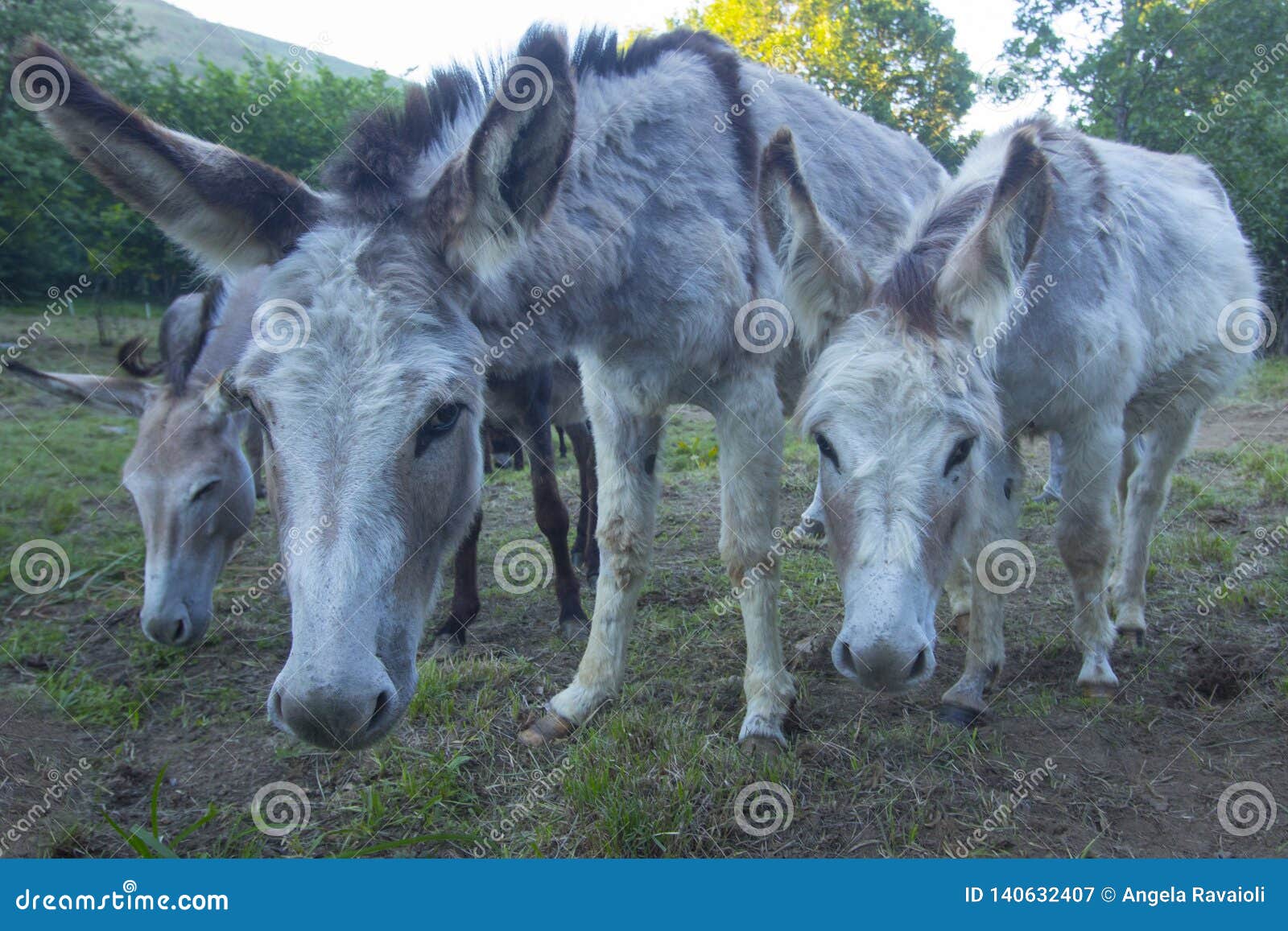 Close-up of Donkeys in the Pasture Stock Image - Image of outdoor, farm ...