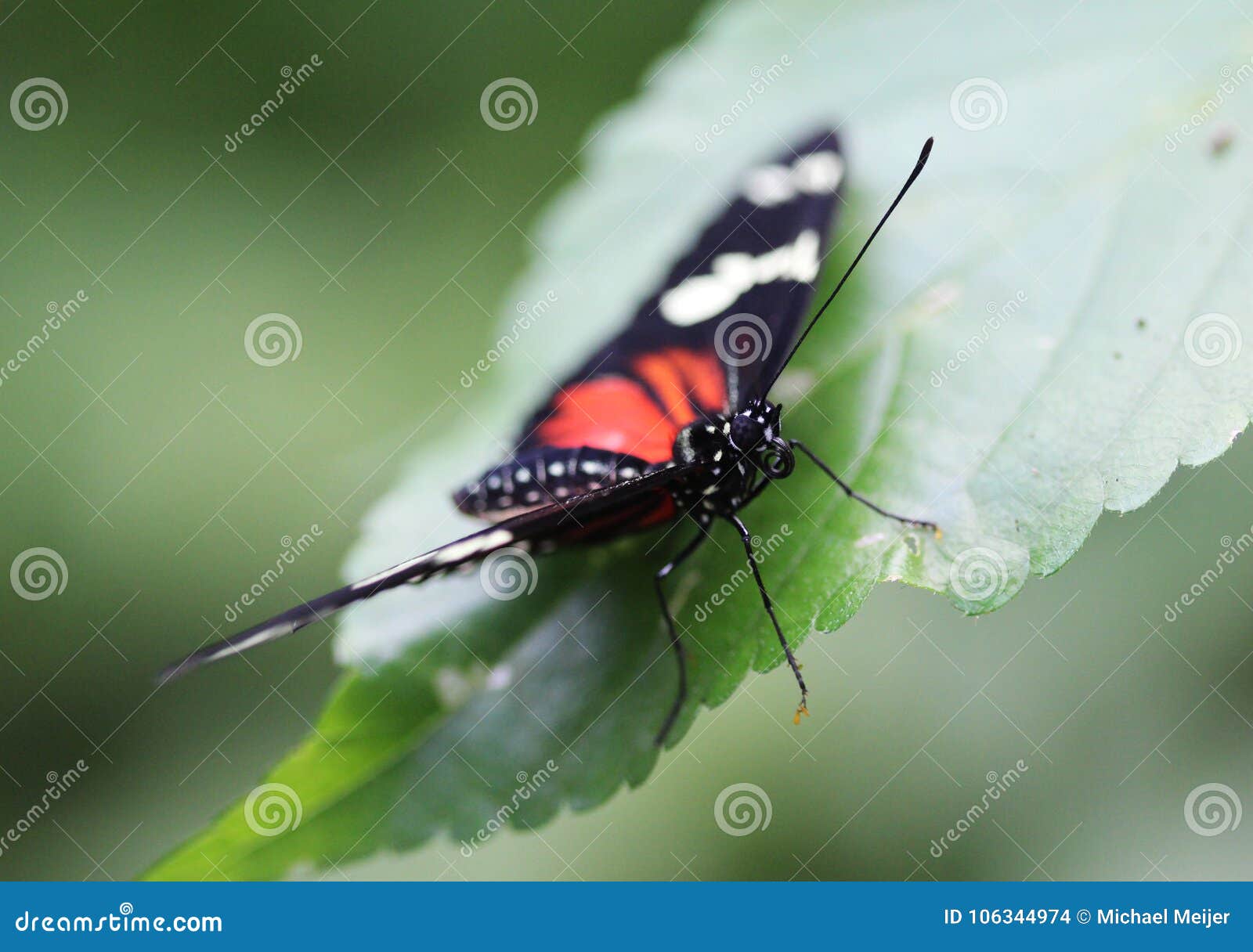 Doris Longwing Butterfly, Laparus Doris Stock Photo - Image of ...