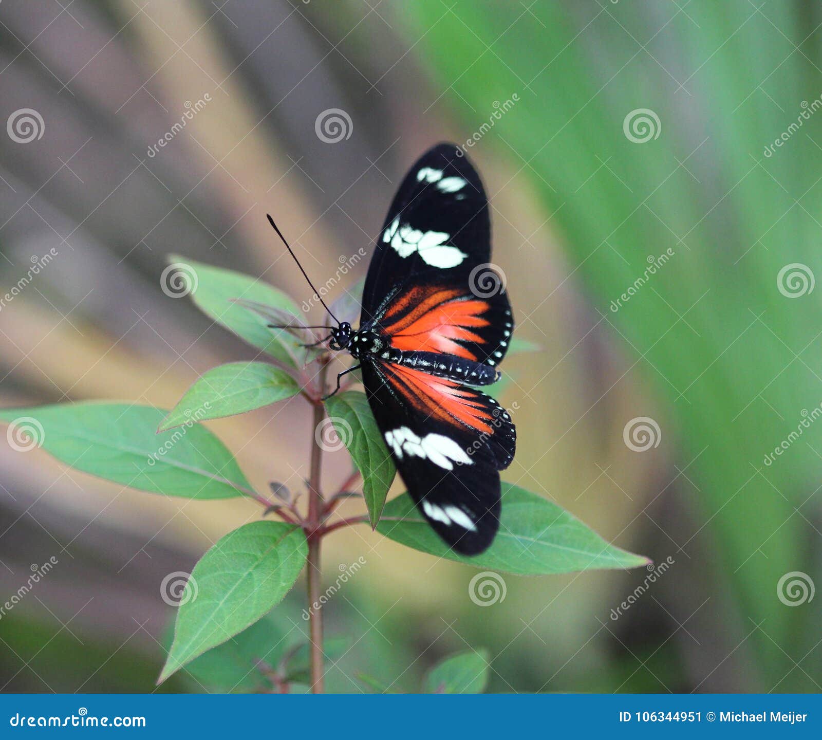 Doris Longwing Butterfly, Laparus Doris Stock Image - Image of nature ...