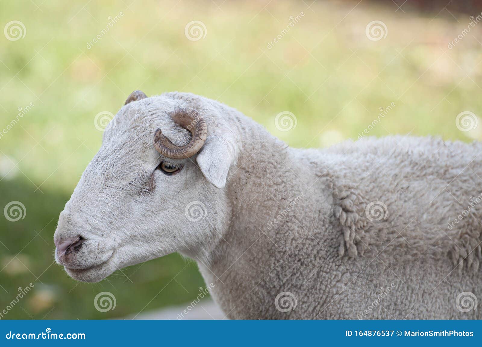 Close Up of Dorper White Headed Ram Stock Image - Image of white ...