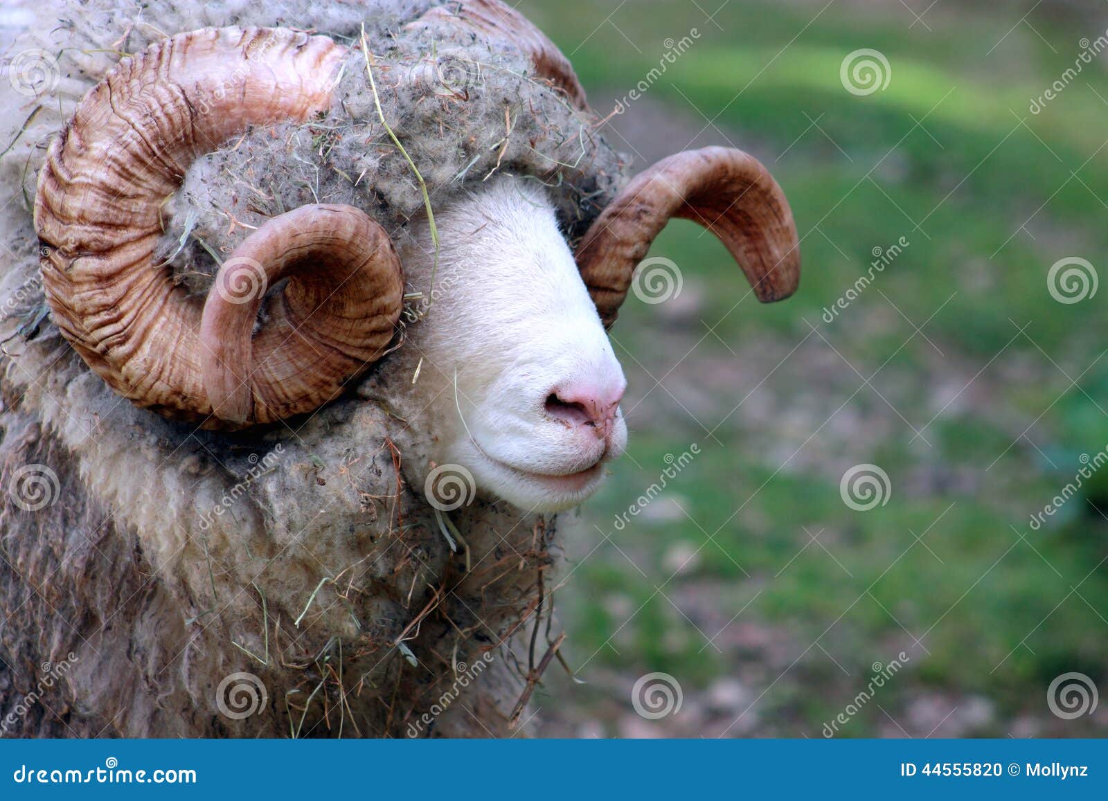 Close Up of a Dorset Ram stock photo. Image of domestic - 44555820