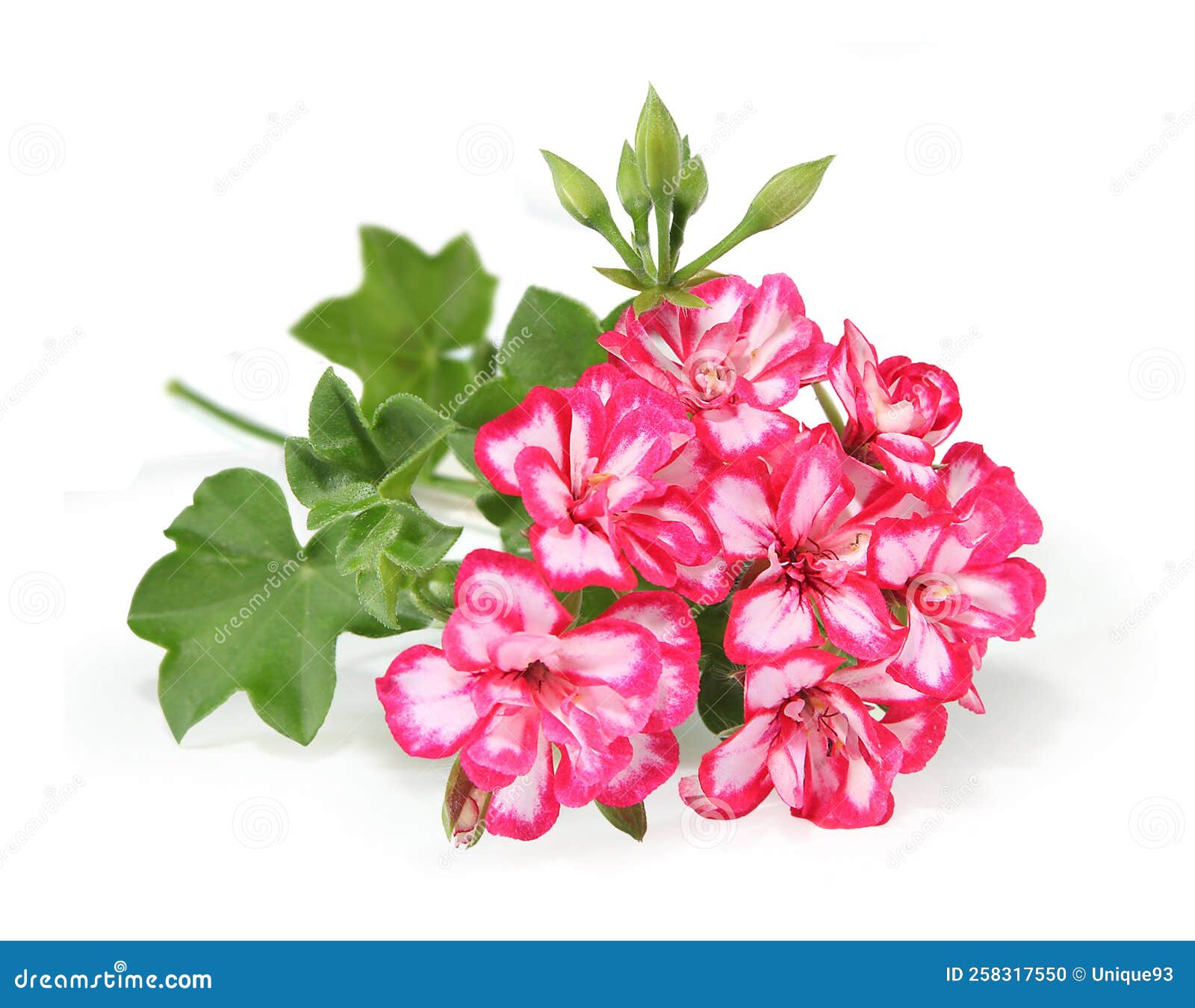 Close-up of Double Pink and White Ivy Geranium Flower Stock Photo ...