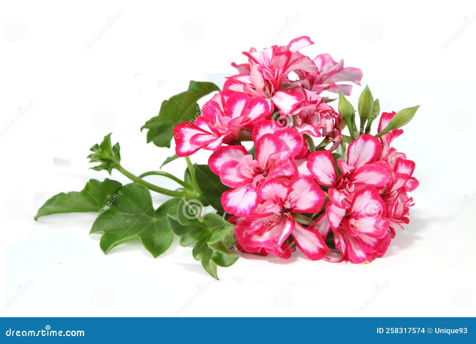 Close-up of Double Pink and White Ivy Geranium Flower Stock Photo ...