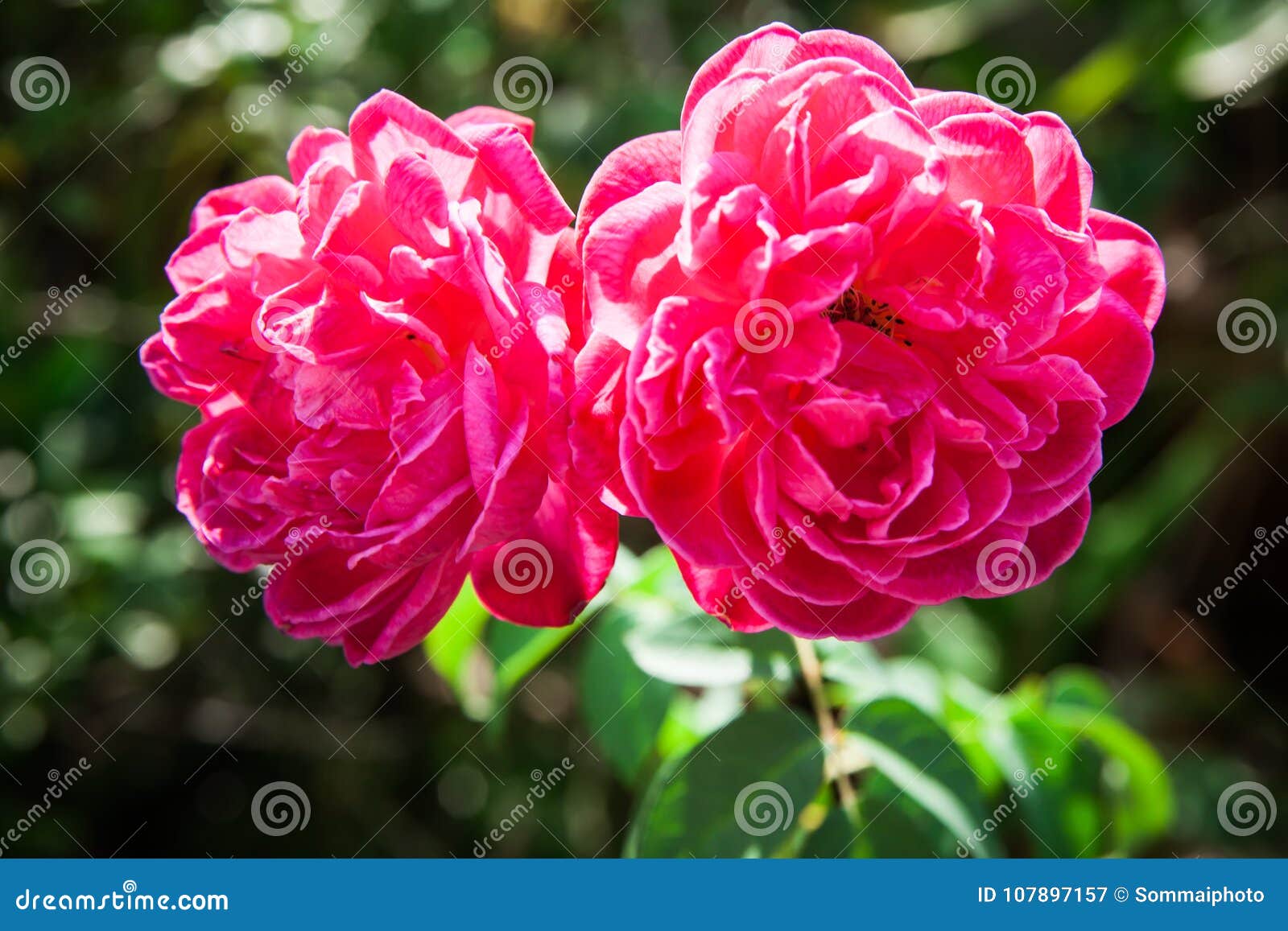 Close Up Double Red Roses in Natural Light Stock Image - Image of ...
