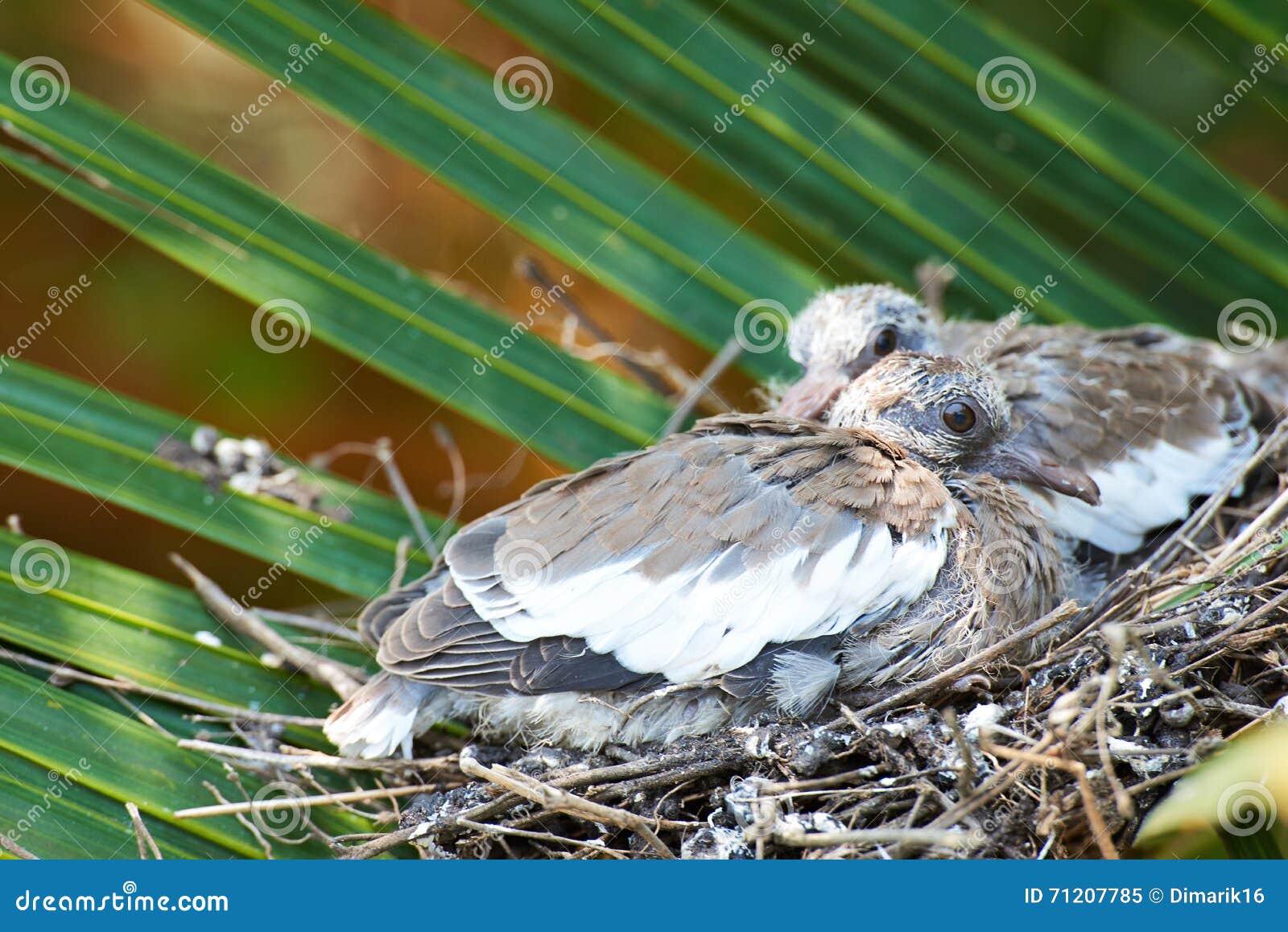 Close up of dove chicks stock image. Image of nature - 71207785