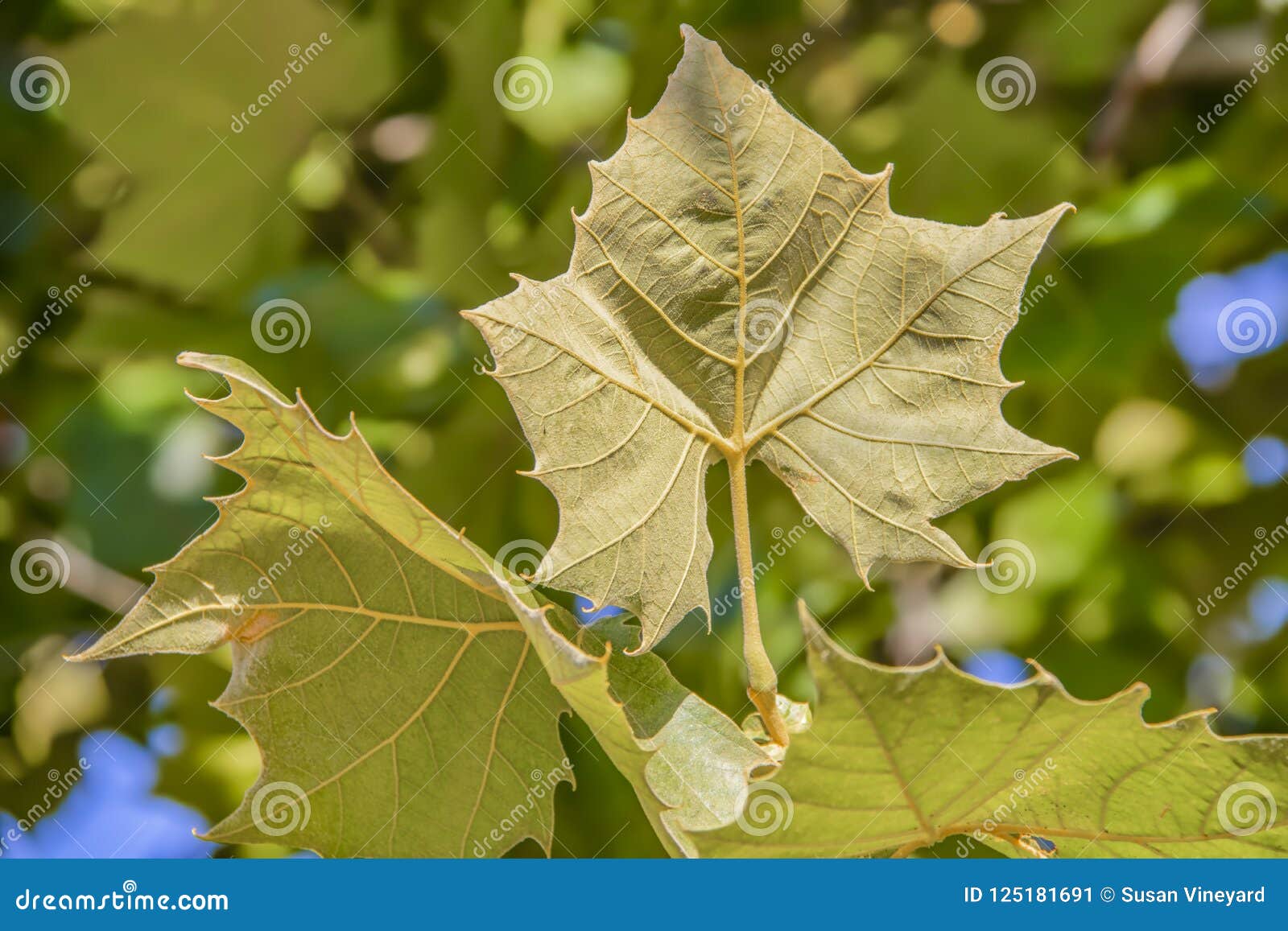 Close-up of the Downy Underside of a Big Leaf Maple Leaf on Tree ...