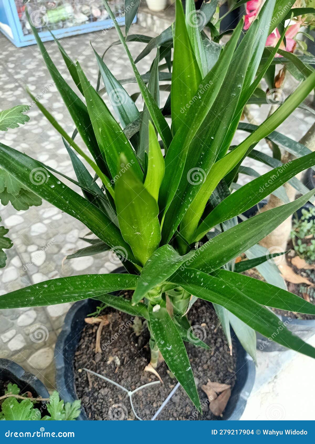 Close Up of Dracaena Angustifolia Plant Stock Photo - Image of foliage ...