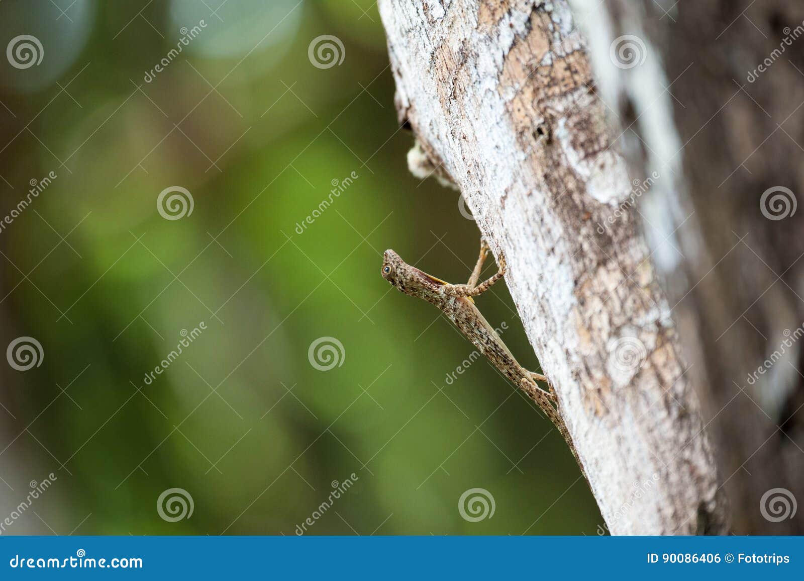 Close Up : Draco Flying Lizard on Tree in Nature Stock Photo - Image of ...