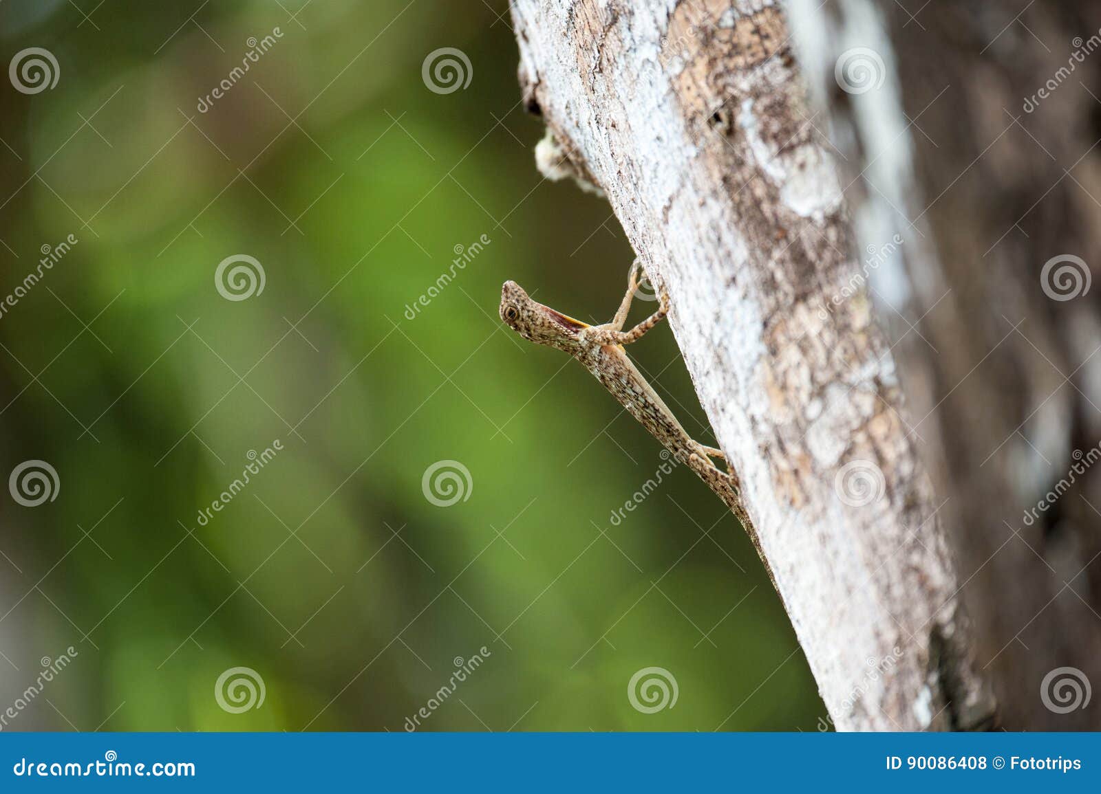 Close Up : Draco Flying Lizard on Tree in Nature Stock Photo - Image of ...