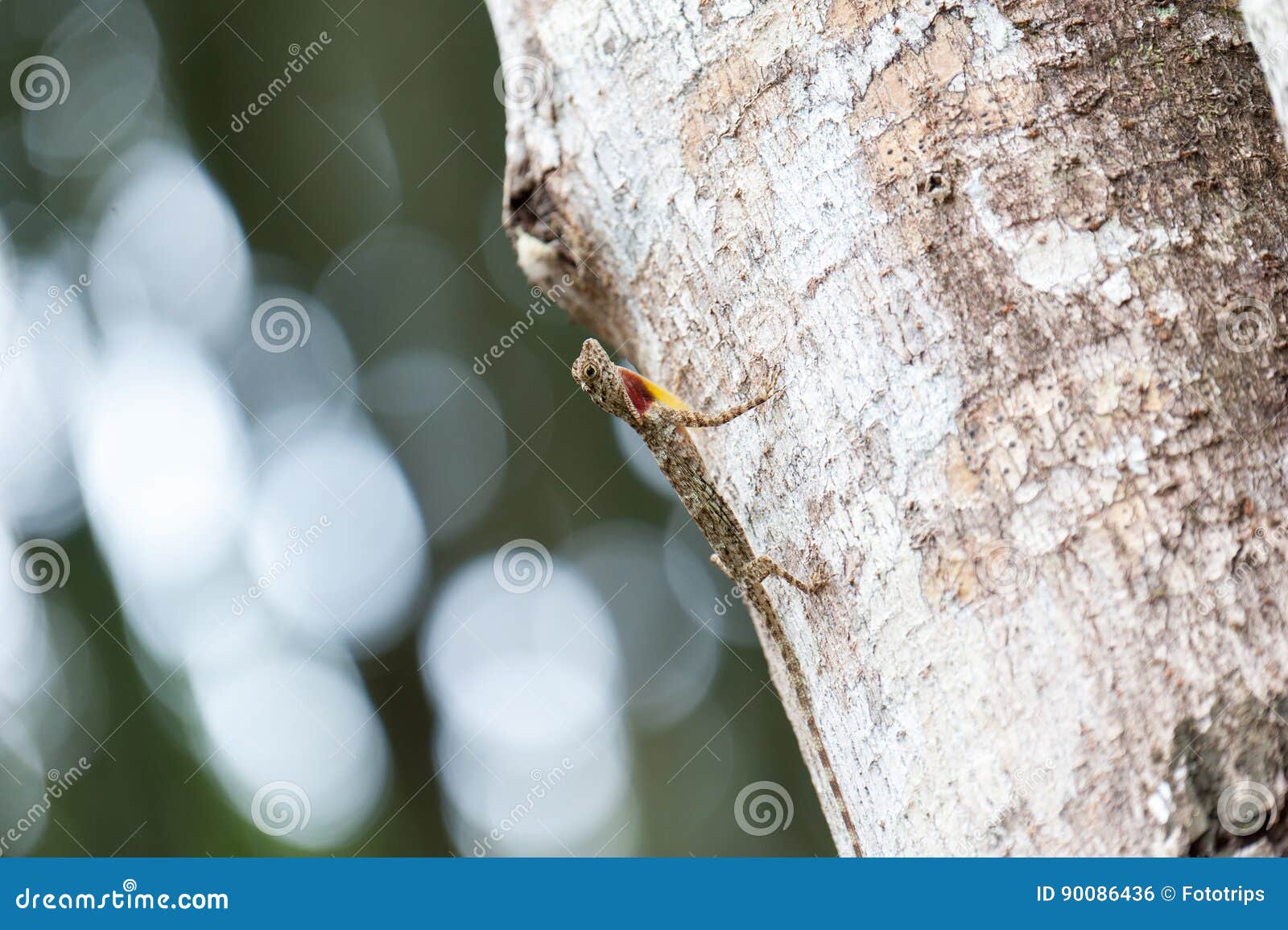 Close Up : Draco Flying Lizard on Tree in Nature Stock Photo - Image of ...