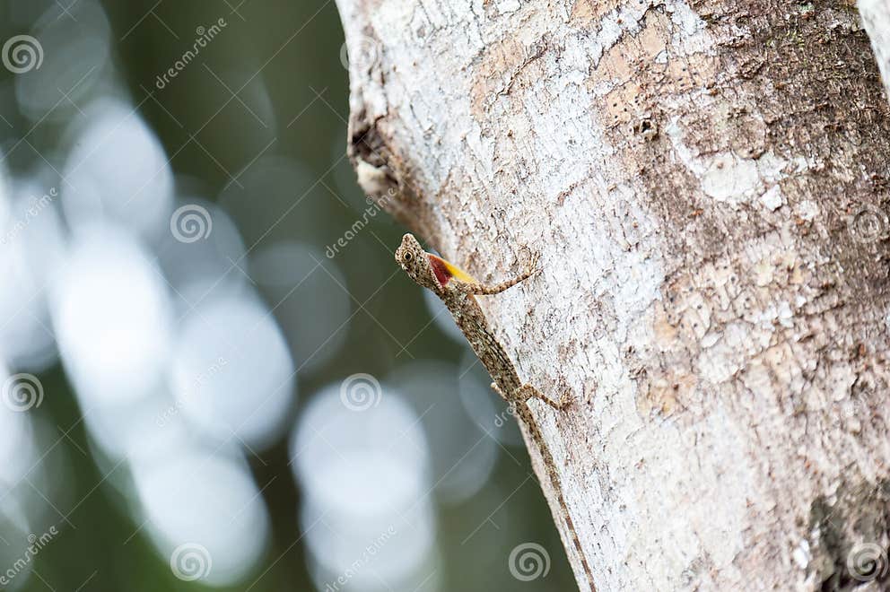 Close Up : Draco Flying Lizard on Tree in Nature Stock Photo - Image of ...