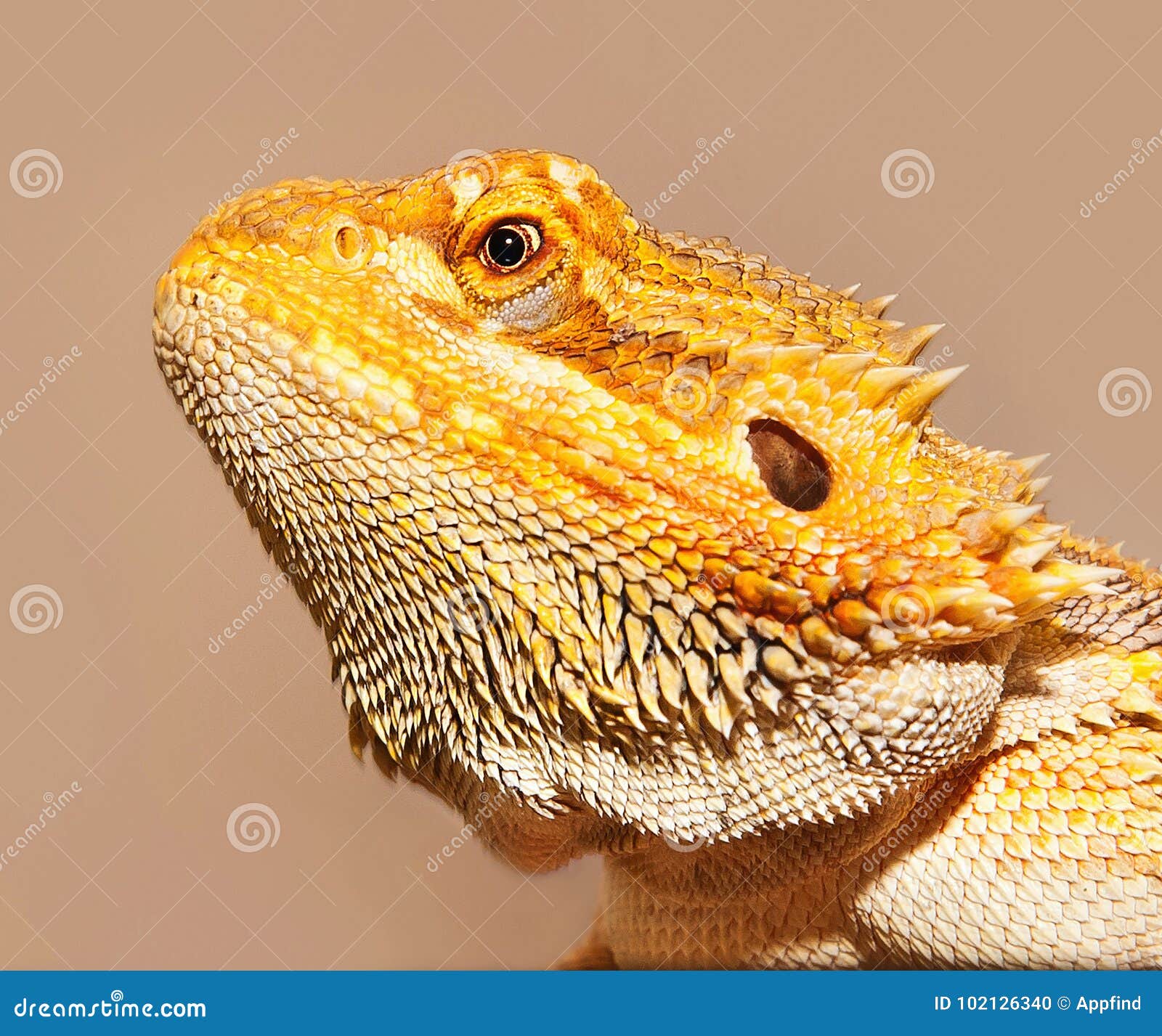 Close up dragon stock photo. Image of wild, white, bearded - 102126340