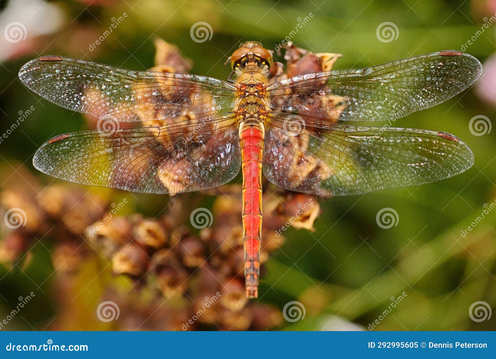 Close Up of a Dragon Fly from the Top Stock Image - Image of pest ...